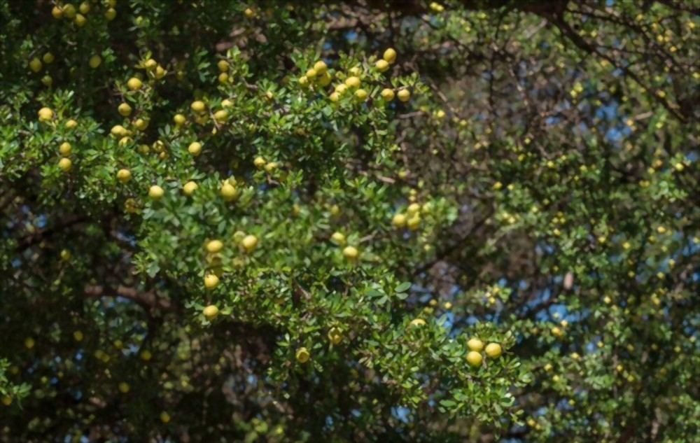 The Argan Tree: A Vital Resource for Morocco’s Culture and Economy | by ...