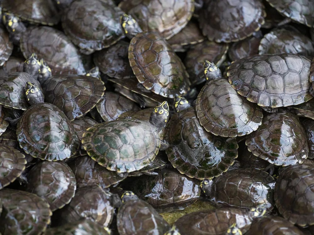 Half Human Half Turtle