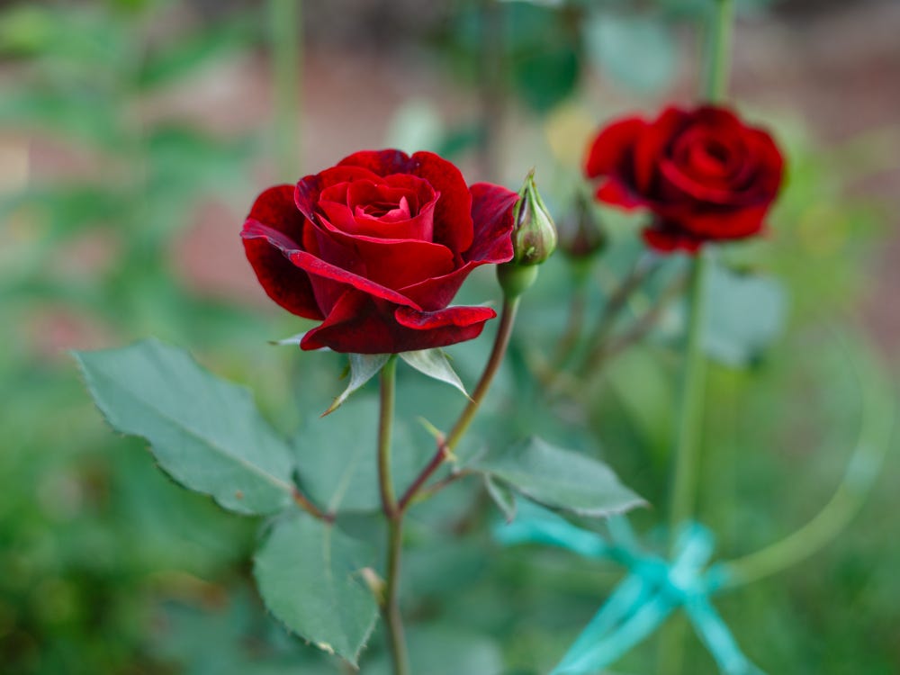 Different Perspectives — Rose. My life is short and soon my petals ...