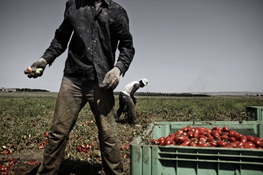 Tomato slaves. Across Italy an invisible army of… | by Andrew Wasley ...
