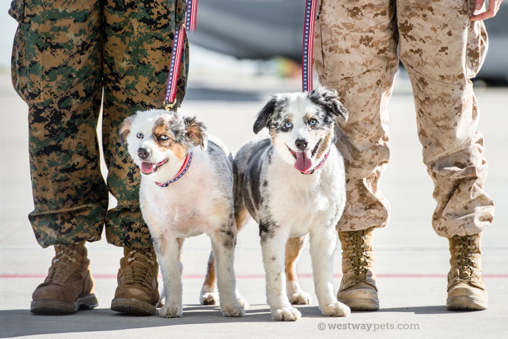 Supporting Military Members and their Pets, Dogs on Deployment Does ...