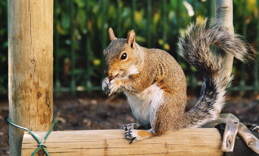 Effective Squirrel and Raccoon Removal in Houston: A Comprehensive ...