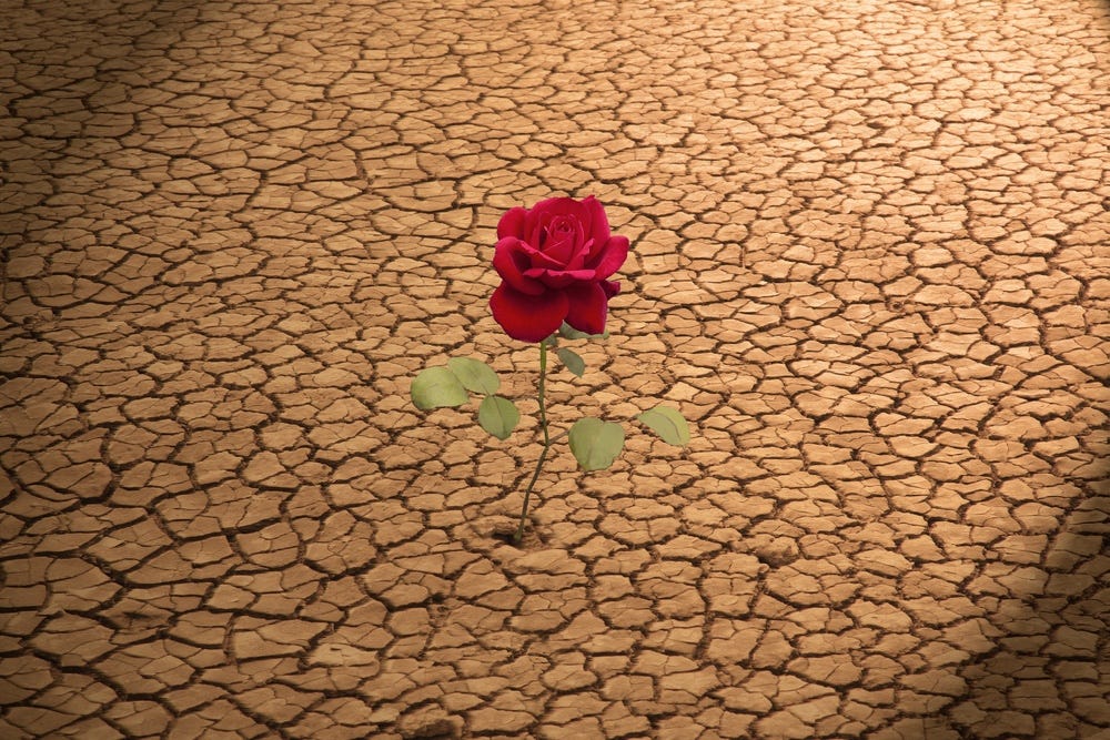 The Burning Rose. In the darkest of days, do not despair… | by Kaveh ...