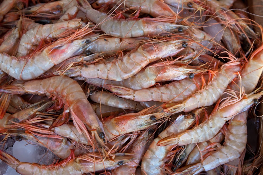 Ocean Treasures: Navigating the World of Seafood Exporters for Shrimp ...
