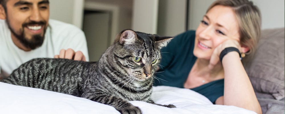 How It Feels Like When Your Kitty Ignores You | by Wasif Sajjad | Mar, 2025 | Medium