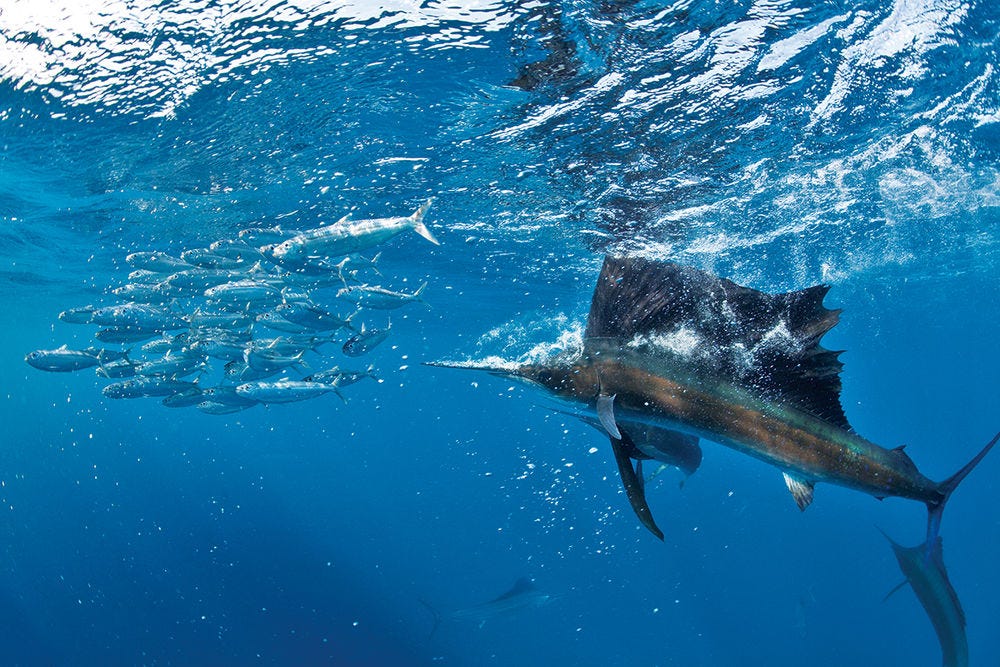 Baits and Rigging to Catch Sailfish | by Glenn J Marie DDS | Medium