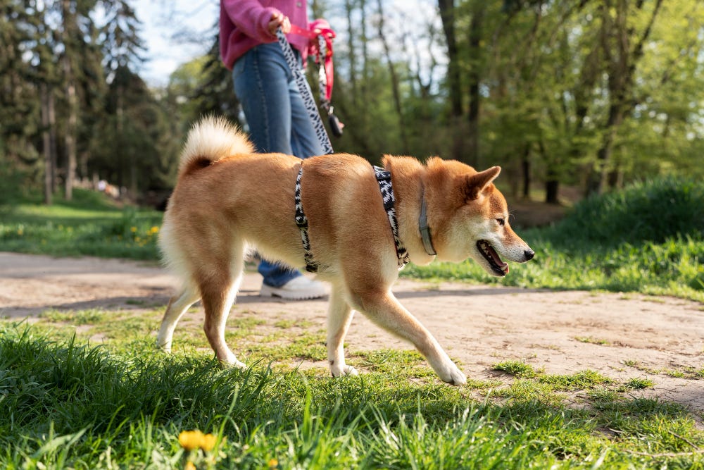 The Joy of Dog Walking: How It Benefits You and Your Furry Friend | by ...