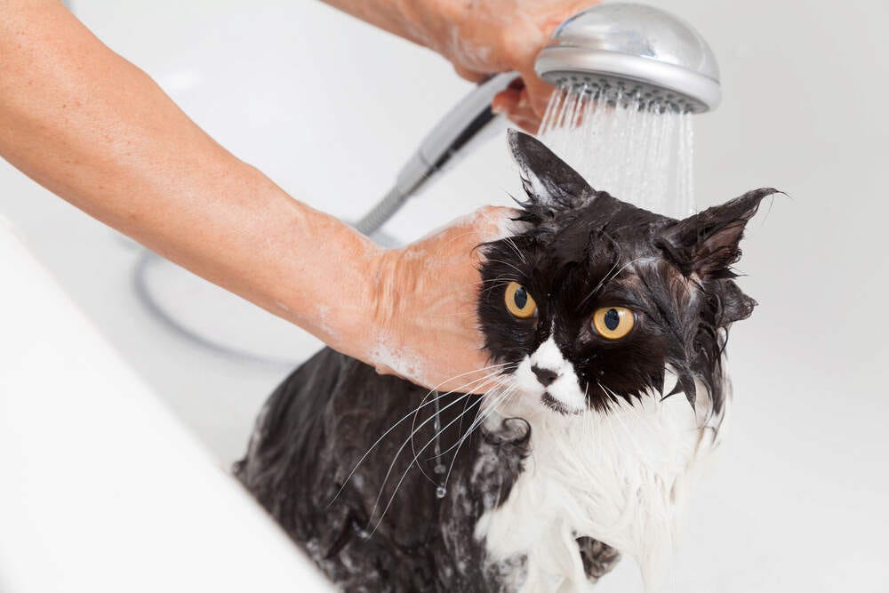How To Give A Cat A Bath That Hates Water [A Step-by-Step Guide] | by ...