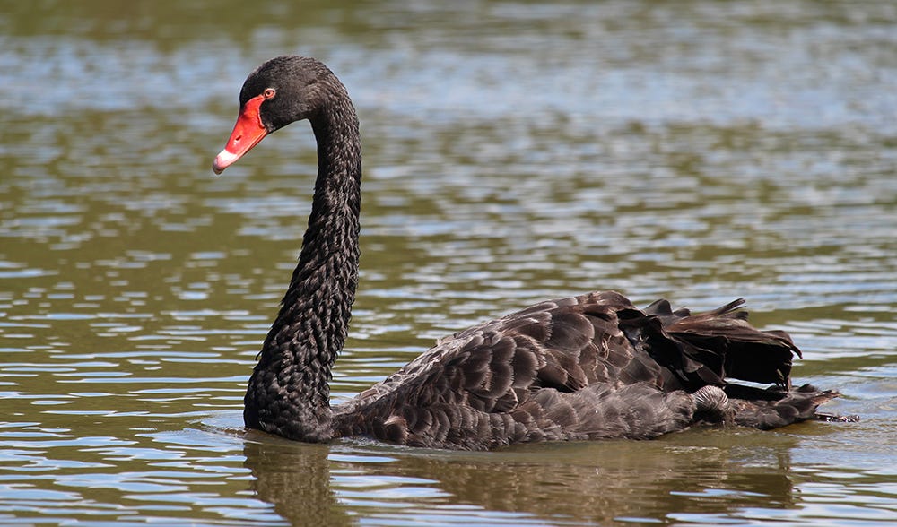 Black Swans And Cryptocurrencies. What Nassim Taleb’s book can teach us… | by Christopher Durr ...