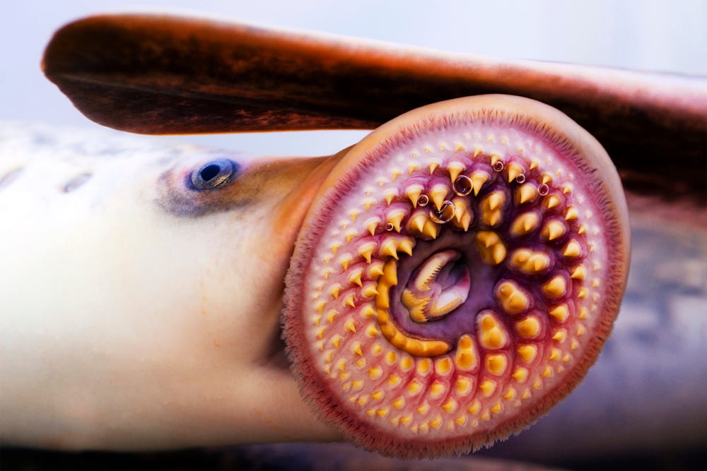 How Pollutants Impact the Number of Fish Parasites | by Dr. Erlijn van ...