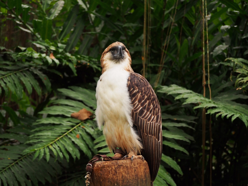 The Silent Extinction - Unraveling the Plight of Endangered Species ...