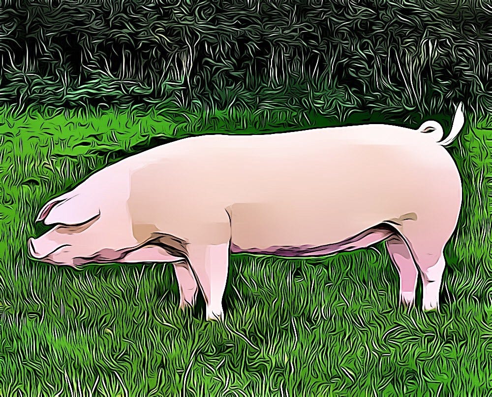 The pig, the whole pig and nothing but the pig | by Simon Goss | Medium