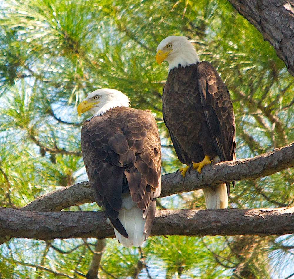 Witnessing the Majesty of Nature. A Four-Year Journey with Bald Eagles ...