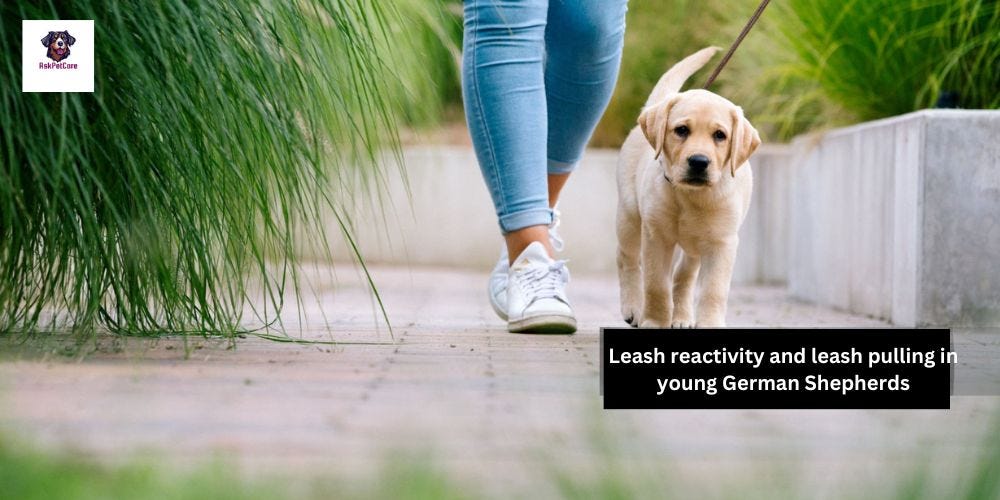 Leash reactivity and leash pulling in young German Shepherds:dr.99 ...