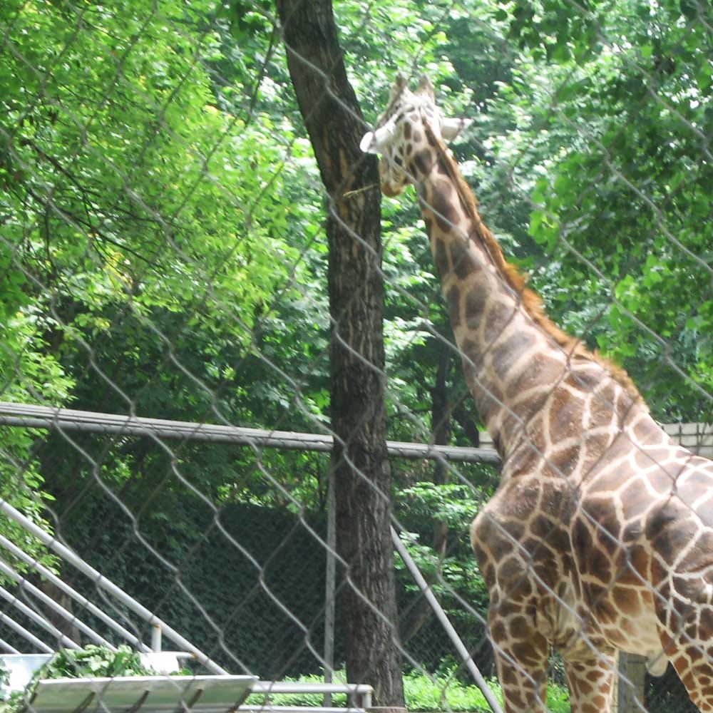 Innovative Designs for Modern Zoo Fencing | by Steven Xu | Medium