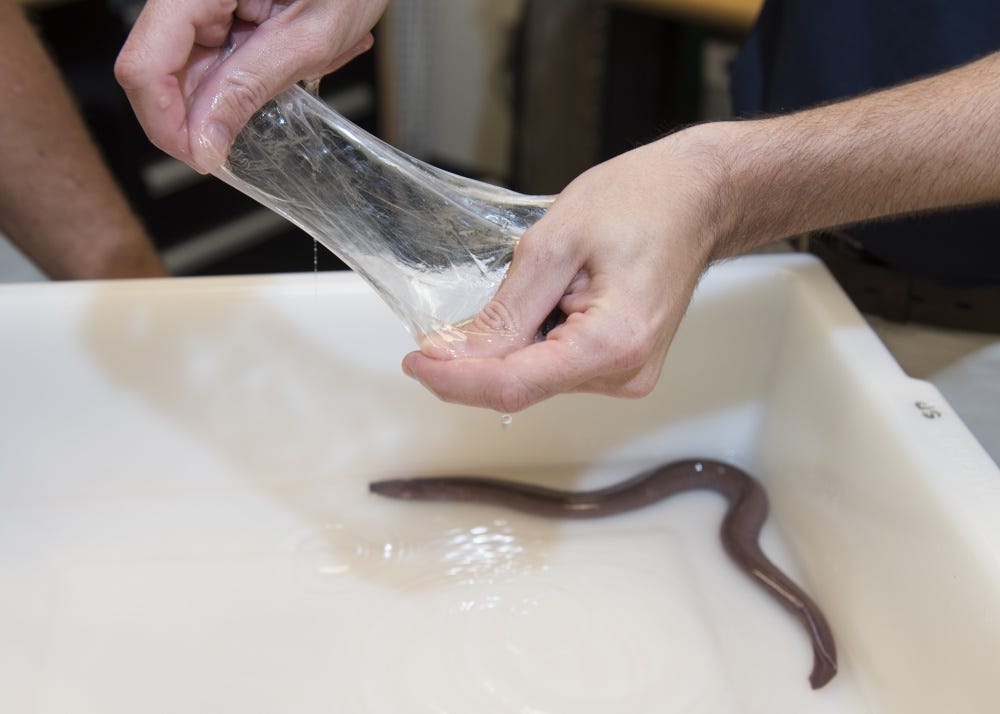 Synthetic Hagfish Slime to Assist Sailors? | by Defense Acquisition ...