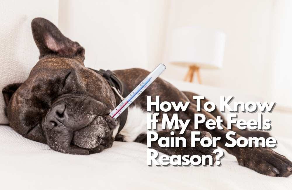 How To Know If My Pet Feels Pain For Some Reason? | by Dogstodays | Medium