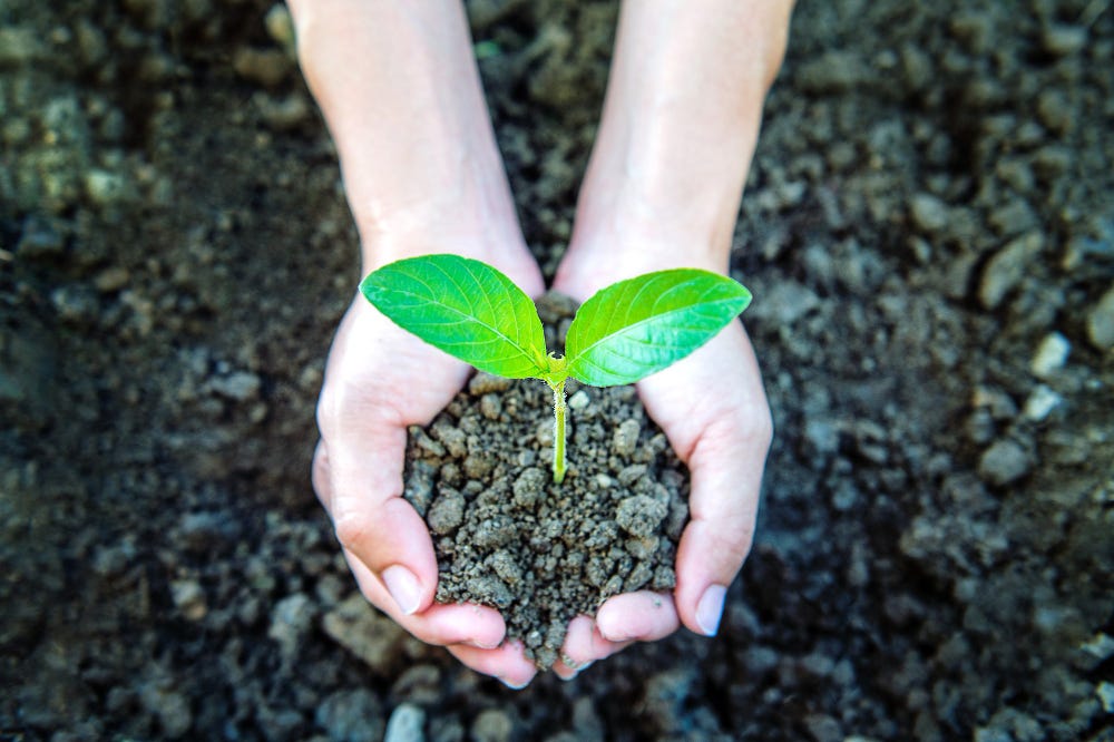 How to turn your garden right into a healthful and sustainable food ...