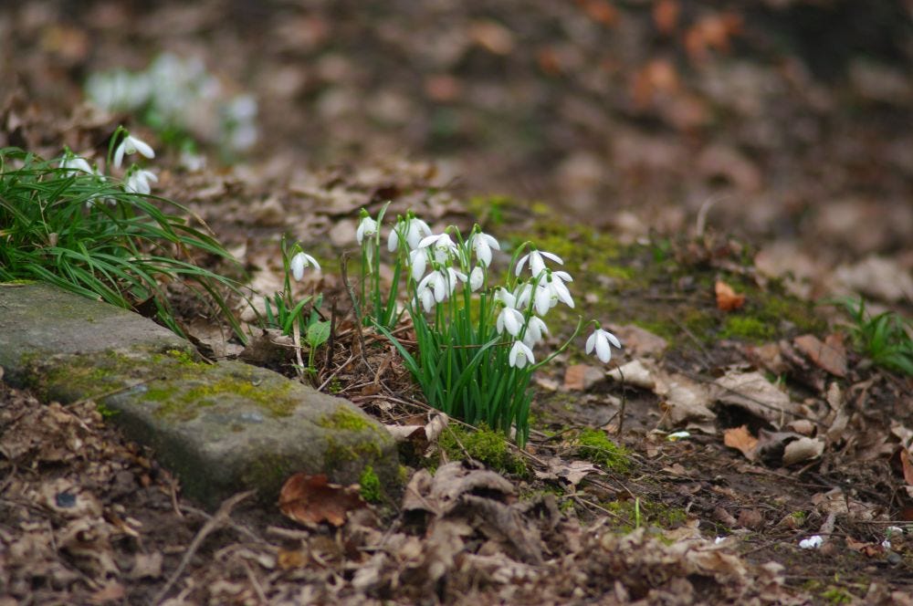 ASTLEY HALL. Snowdrops in The Woods. | by Mainlachlan | ILLUMINATION’S ...