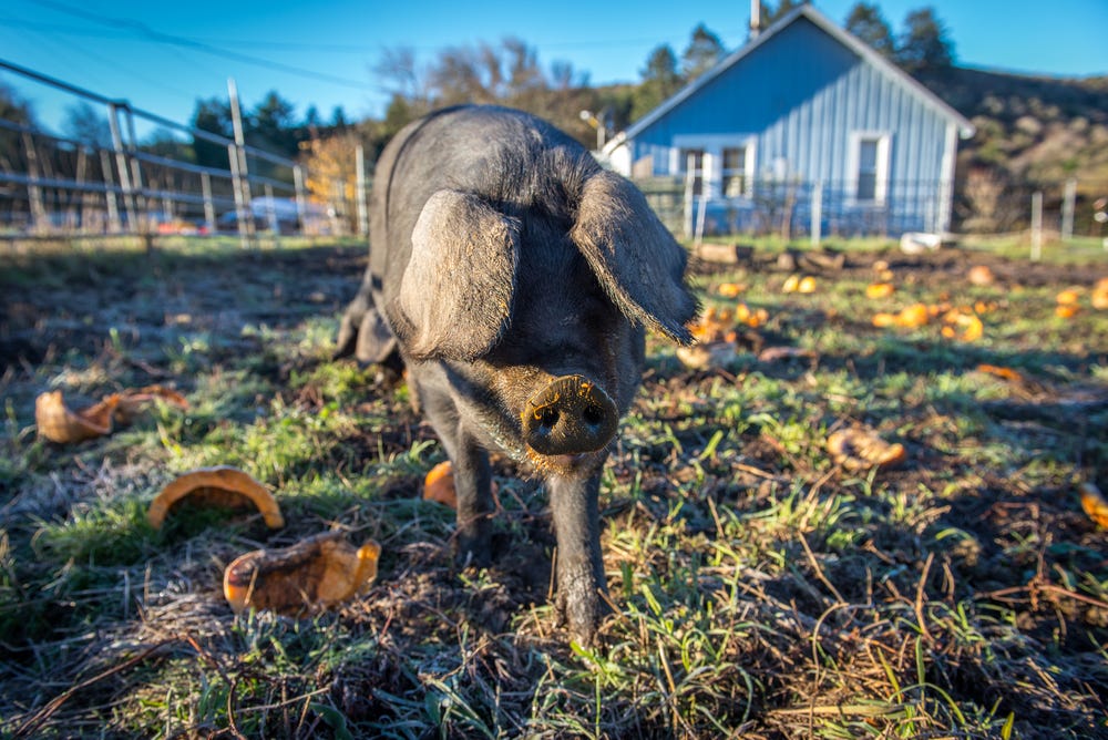 Happy chickens, frolicking pigs: Where to buy local humanely-raised ...