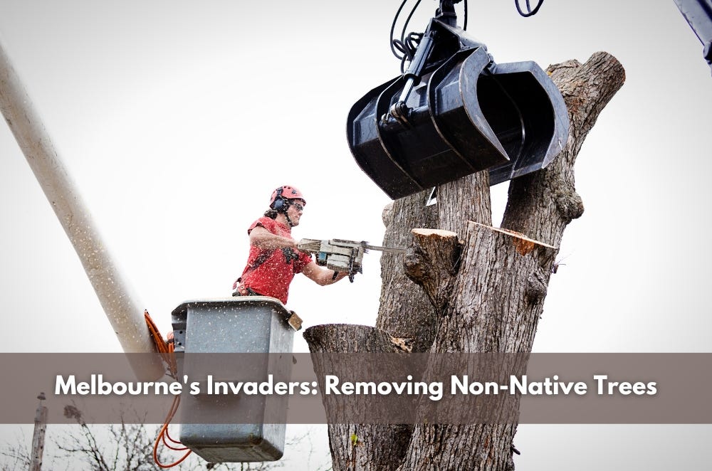 Melbourne’s Invaders: Removing Non-Native Trees | by A1 Gardening ...