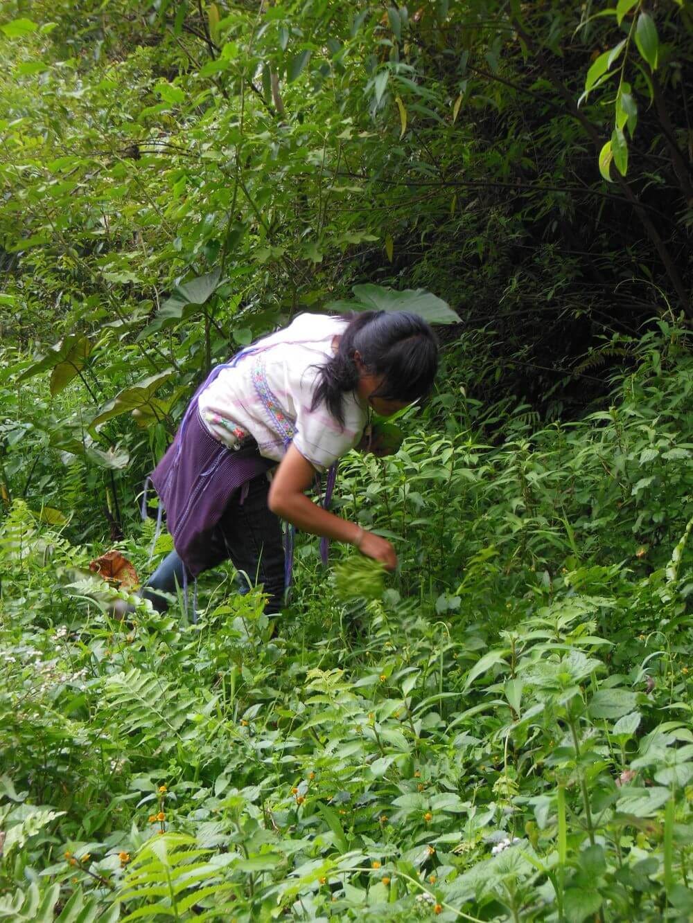 Hta: How Karen Farming Saved a Forest in Thailand and Its Poetry ...