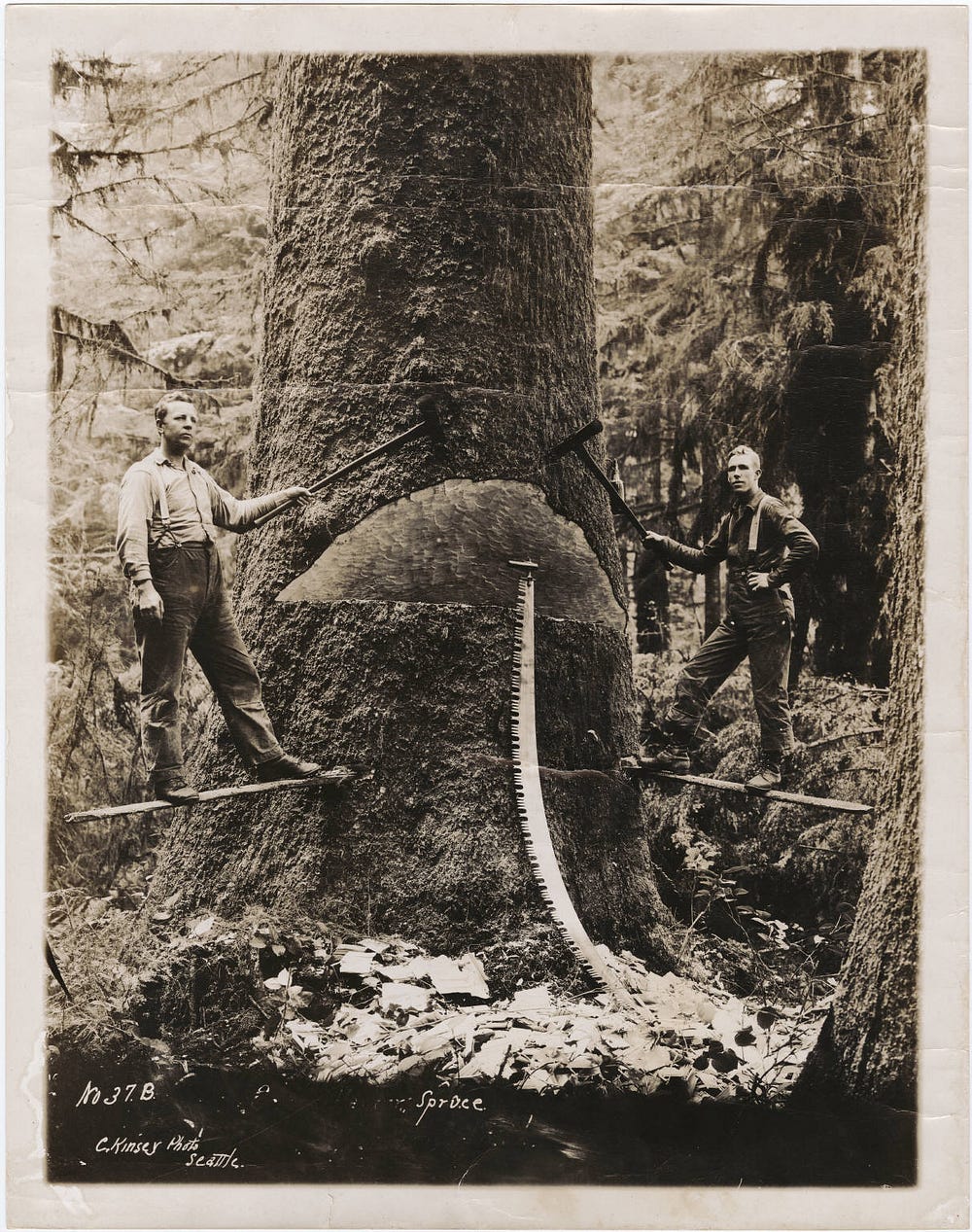 Early logging photos show the taming — and tarnishing — of Washington ...