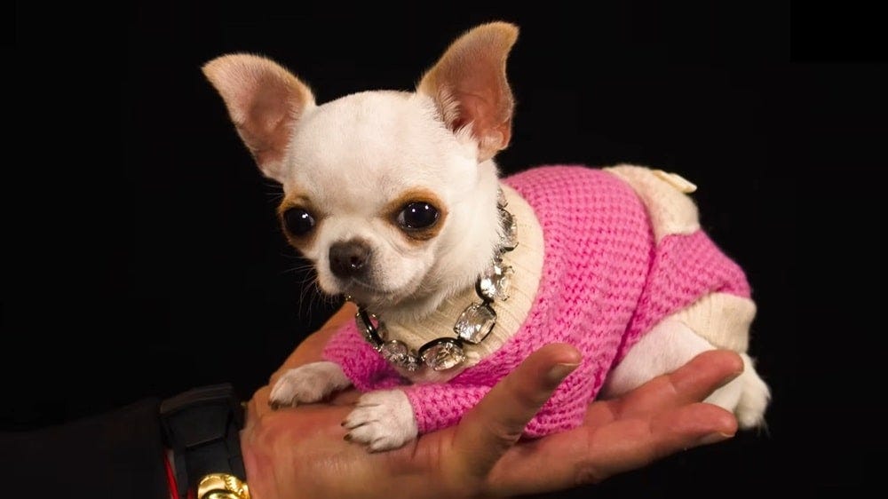 Smallest Dog in the World: A Tiny Breed with a Giant Heart- Top 10 ...