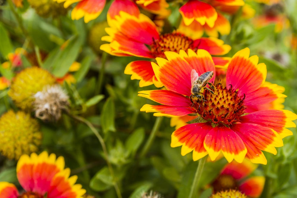 Add perennial flowers for a wonderfully colourful summer garden | by ...