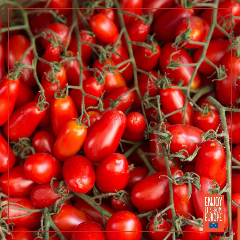 A Brief History of European Tomatoes | by Red Gold Tomatoes From Europe ...