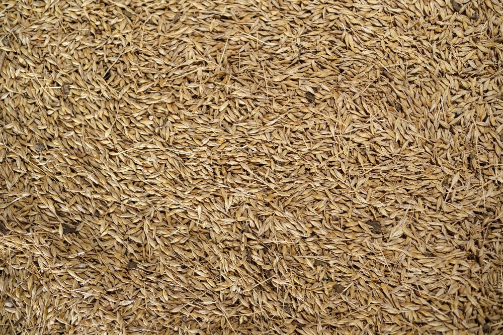 Brown Rice in Pakistan by TajFood | by Yasiralise | Medium