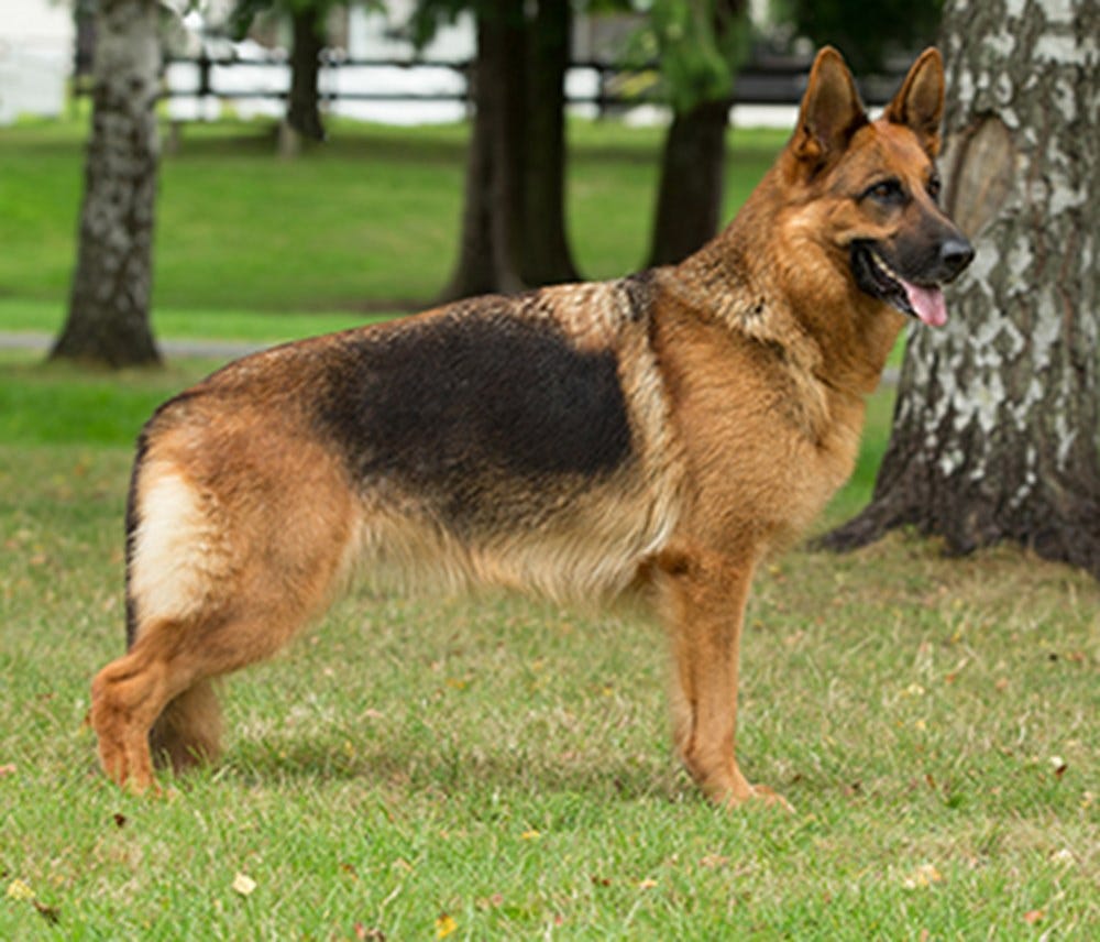 German Shepherd Training Tips