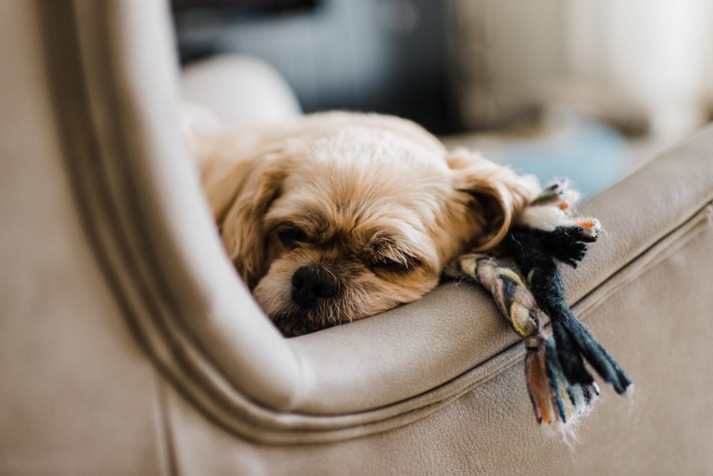 Taking Flight with Your Psychiatric Service Dog: A First-Timer’s Guide ...