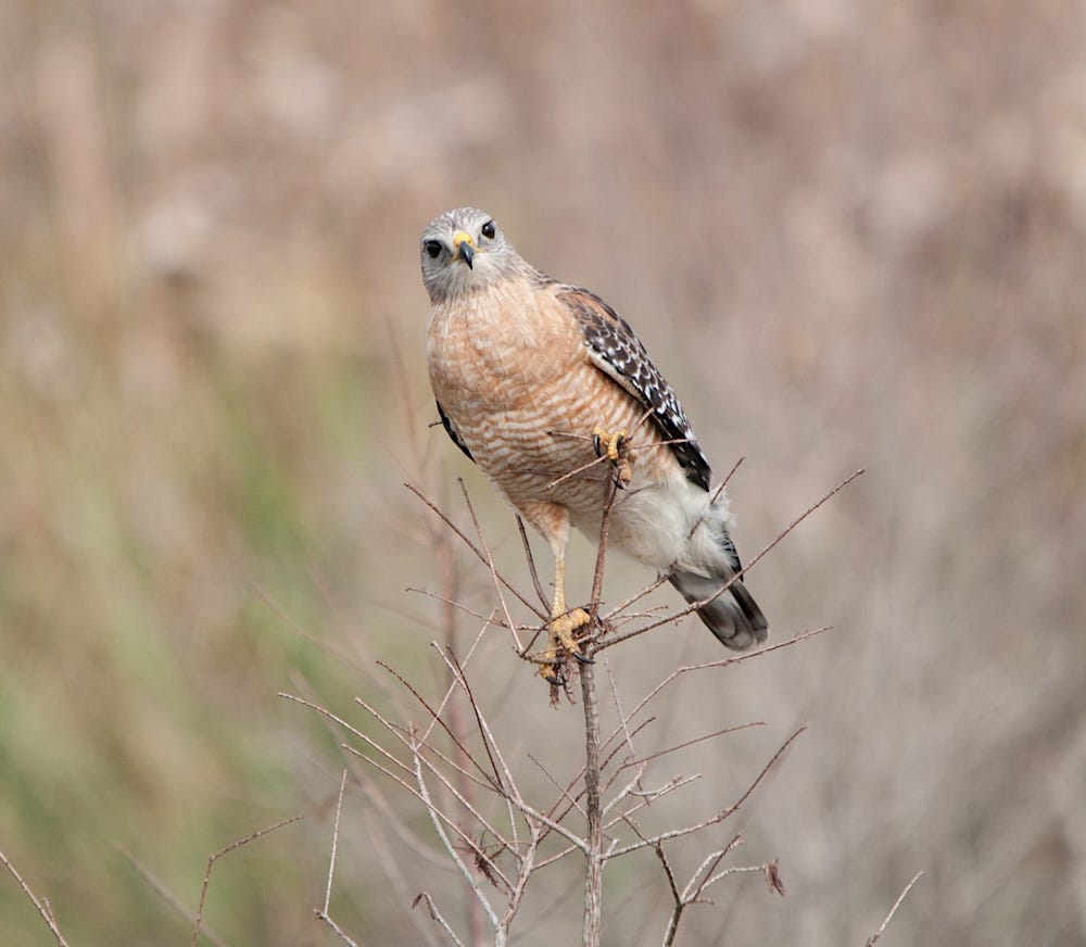 The Endless Pursuit of Hawks. even in my dreams… | by Deborah-Wildlife ...