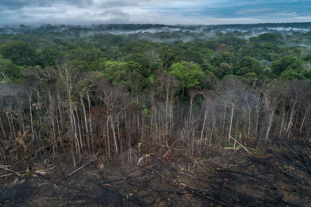 Wwf Deforestation Ads