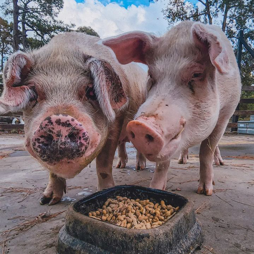 Spooky Pets 014: Dig a Pig. Hello Spooky fam and happy Thanksgiving ...