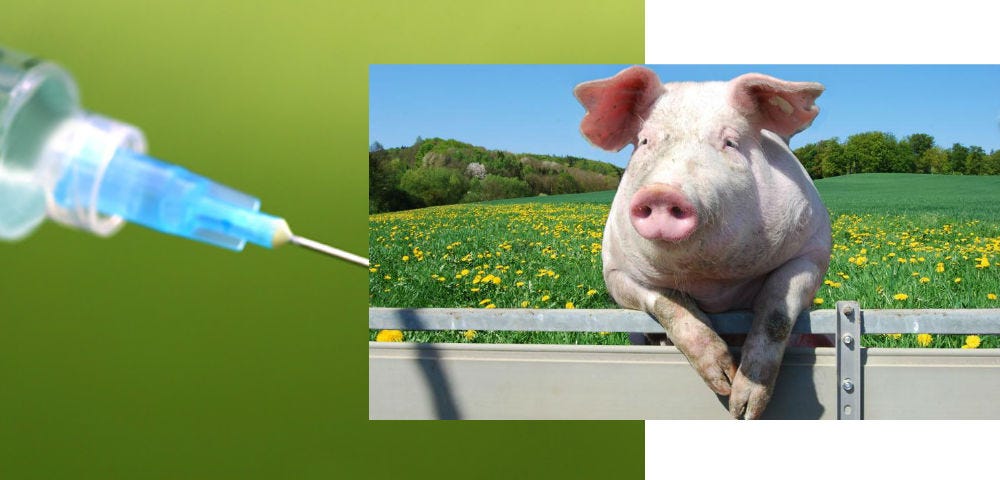 Porcine Vaccines Expansion: Broadening Disease Control Solutions | by ...