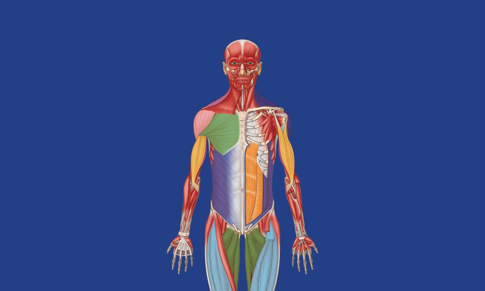 Comprehensive Understanding of Musculoskeletal Anatomy and Physiology ...