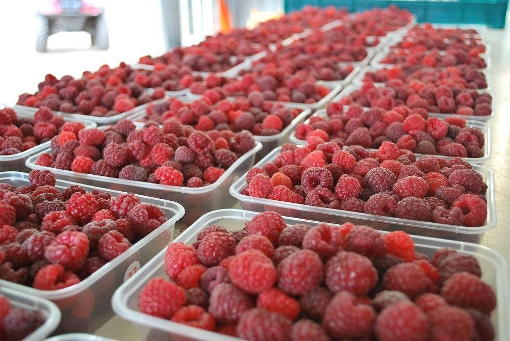 WANTED: Raspberry Farm Hands in Byron Bay — Counts for 2nd or 3rd Year ...