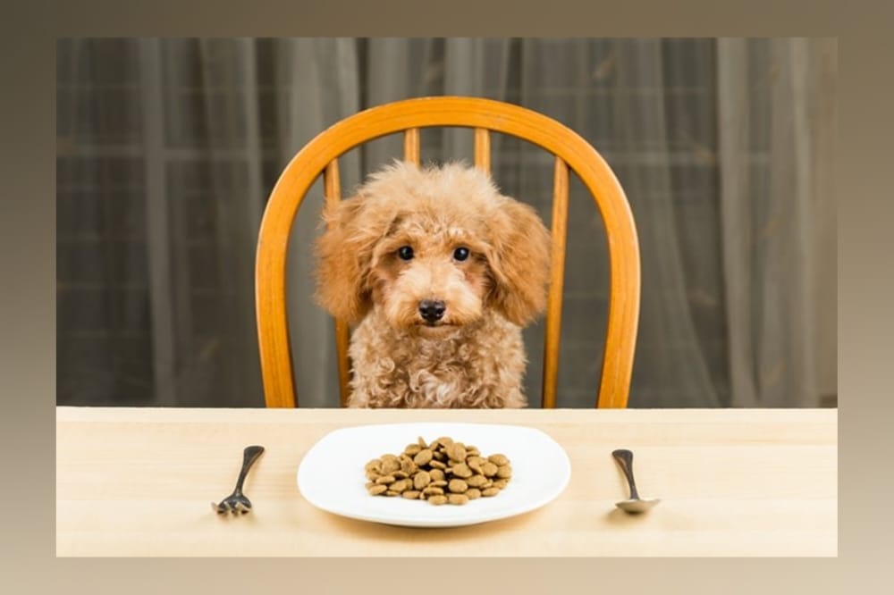 Top 10 Best Puppy Foods for Healthy Dogs - petslove - Medium