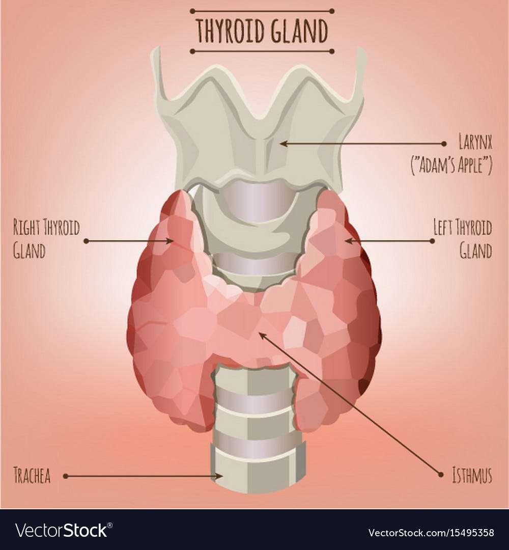 The Mighty Thyroid Gland: Functions and Hormones Secreted | by Gowri Thaneshan | Medium