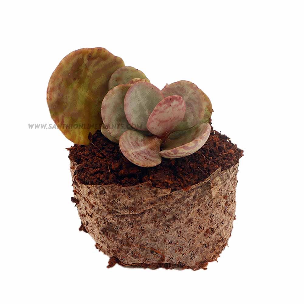 Kalanchoe-thyrsiflora-Bronze. Buy the Kalanchoe thyrsiflora — bronze ...