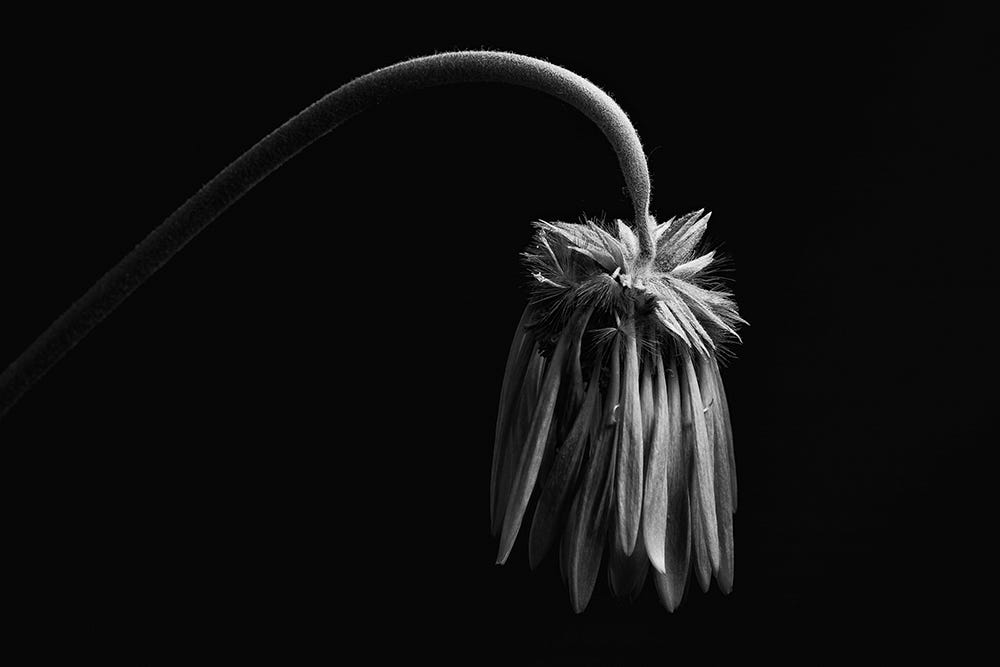 Death. Boo! | by Tehol&Bugg | Medium