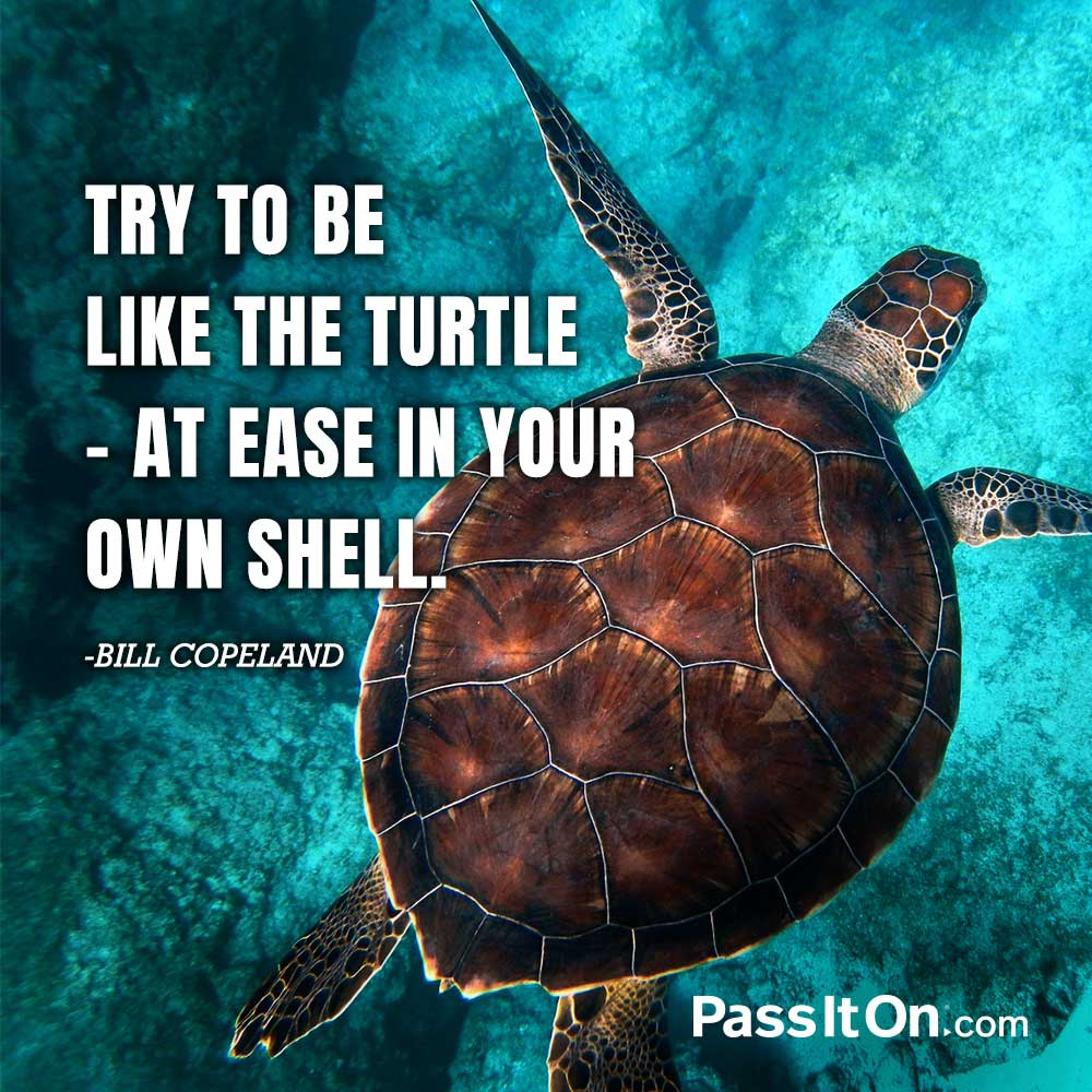 Try to Be Like The Turtle…. More Life-Infusing Quotes | by Adaline ...