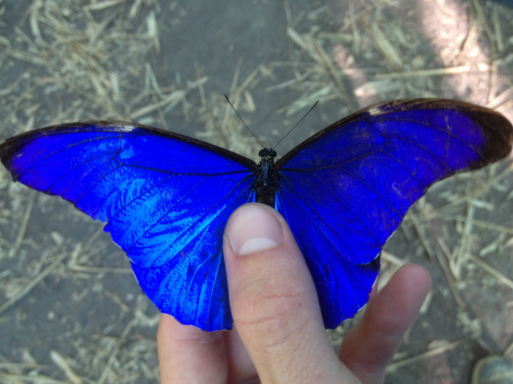 Butterfly Species Spotlight: Exploring Diversity in Shapes and Sizes ...