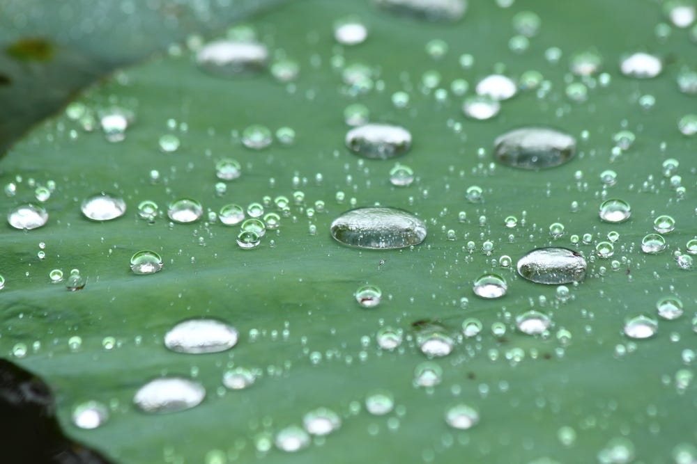 Why Beauty Keeps Appearing in Nature (and What It’s Trying to Teach Us ...