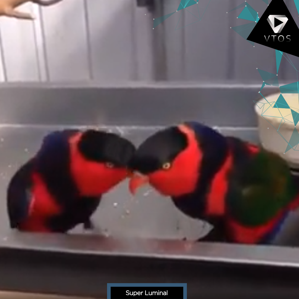 Dancing birds. These dancing birds make us want to… | by VTOS ...