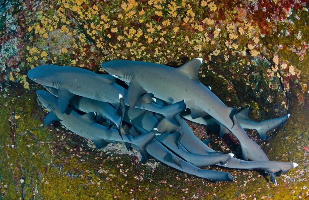 Why We Need More Protected Areas to Conserve Sharks, and Benefit People ...