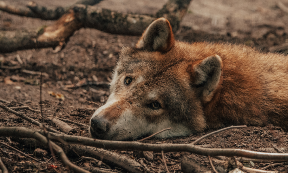 From Wolf to Best Friend: 30,000 Years of evolution shaped the bond ...