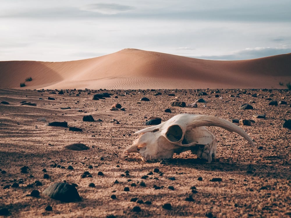 The fourth world war and death of demography | by Al Mashai المشاي | Medium
